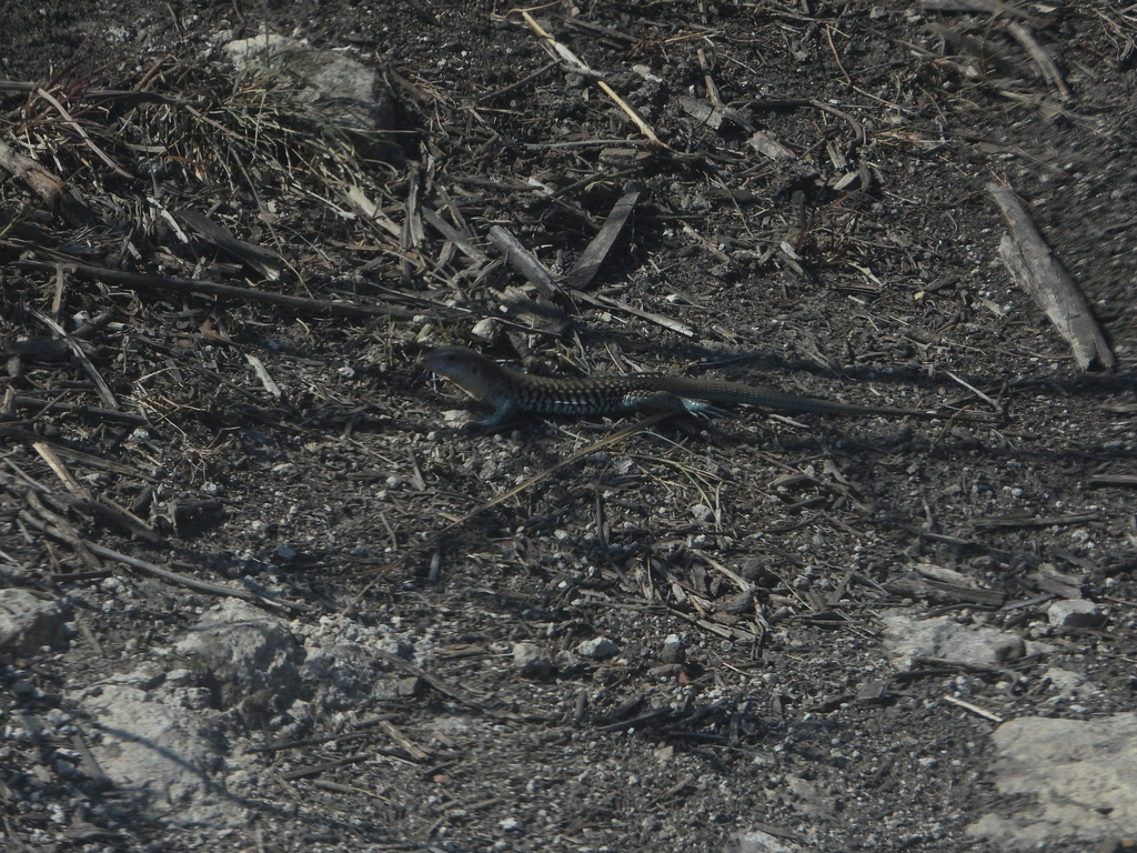 Sack's Giant Whiptail Lizard from Sierra 2 on May 26, 2022 at 10:08 AM ...