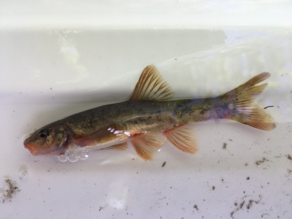 Leopard Dace from 83604, Bruneau, ID, US on June 28, 2018 at 11:32 AM ...