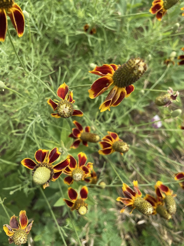 upright prairie coneflower from Arcadia Trail Park, Fort Worth, TX, US ...