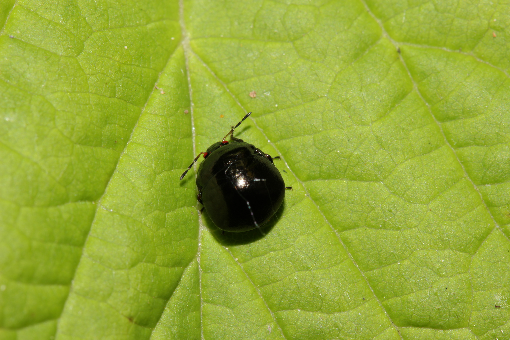 Coptosoma scutellatum (Geoffroy, 1785)