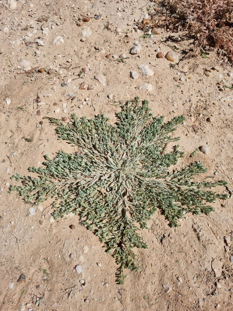 Wild Everlasting from Localització: -23,156666, 16,699857 on June 3 ...