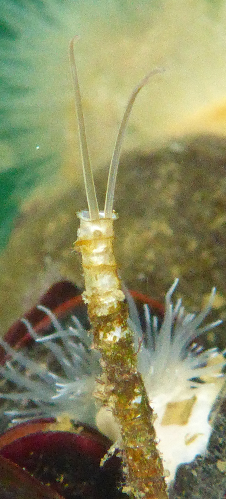 Spaghetti Worms In Reef Tank