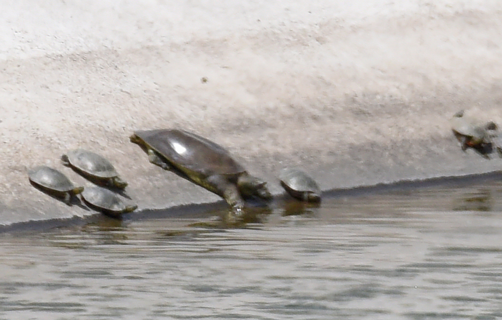 Spiny Softshell from Enders Reservoir Dam, Chase County, NE, USA on ...