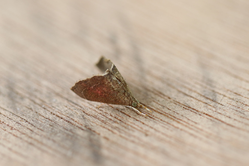 Stegea hermalis · iNaturalist