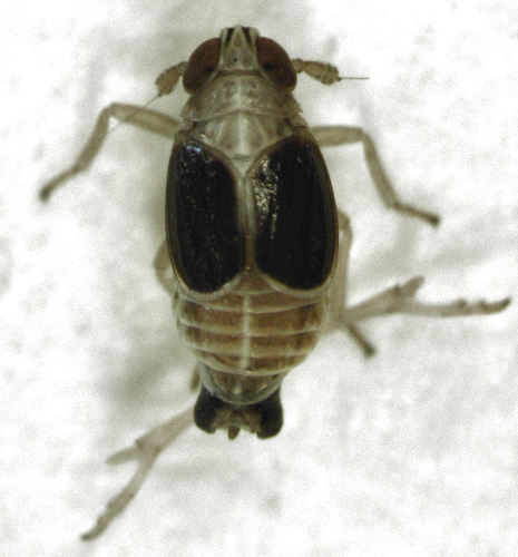 Genus Sulix · iNaturalist