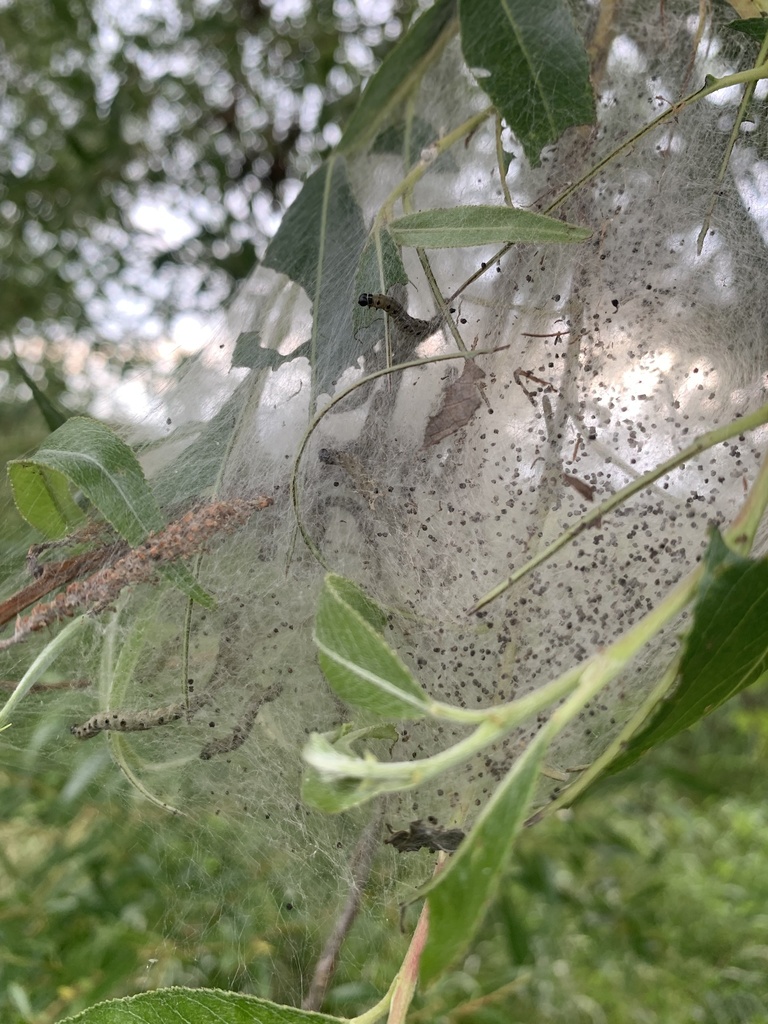 Willow Ermine from Schwarme, Niedersachsen, DE on June 10, 2022 at 07: ...