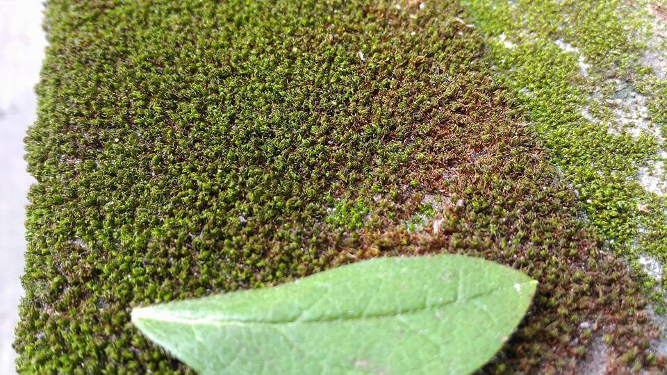Hyophila Brid.