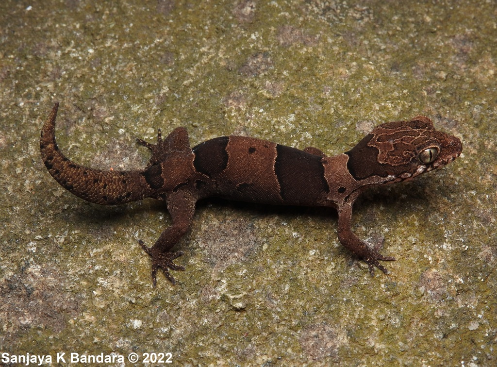 Sri Lankan Blotched Bent-toed Gecko from Mihintale, Sri Lanka on June 8 ...