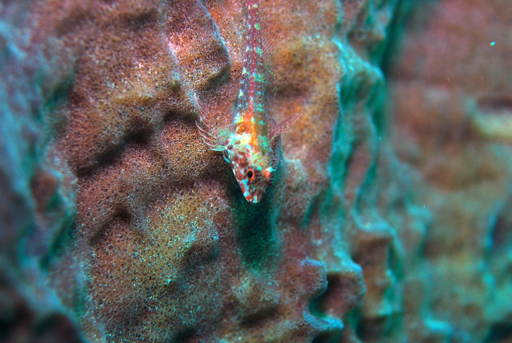 (Helcogramma) - Marine Life Identification