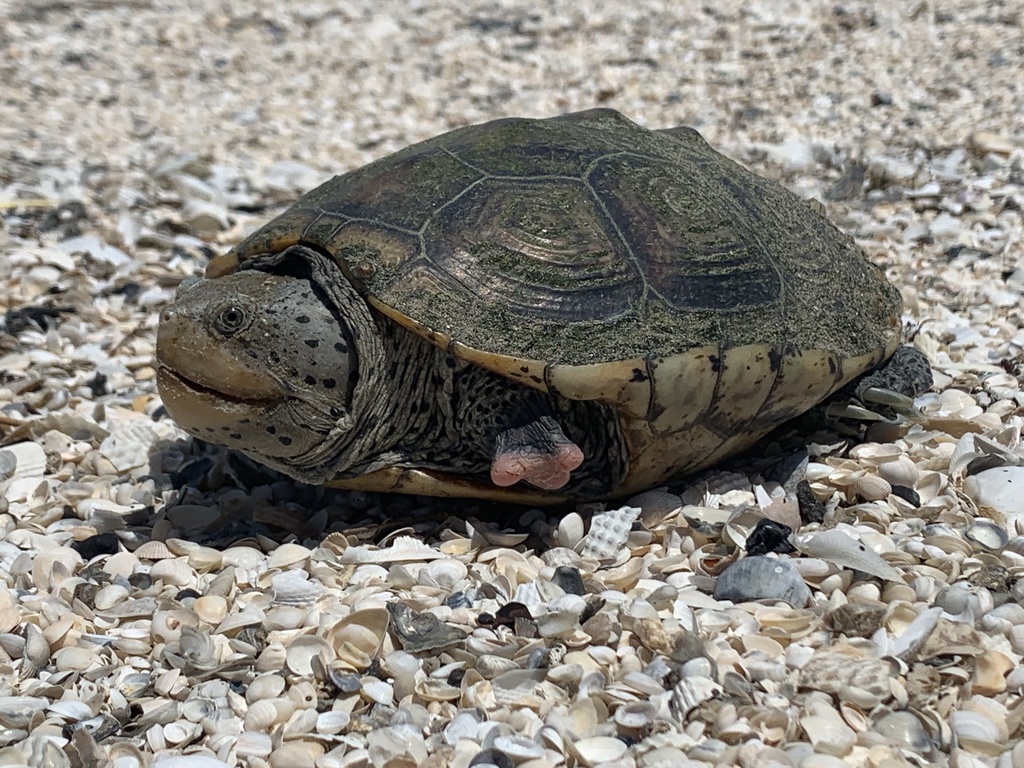 Texas Diamondback Terrapin in June 2022 by chrisaggie · iNaturalist