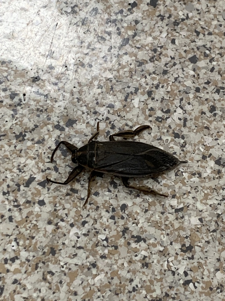 Eastern Toe-biter from Merrill Rd, Jacksonville, FL, US on October 6 ...