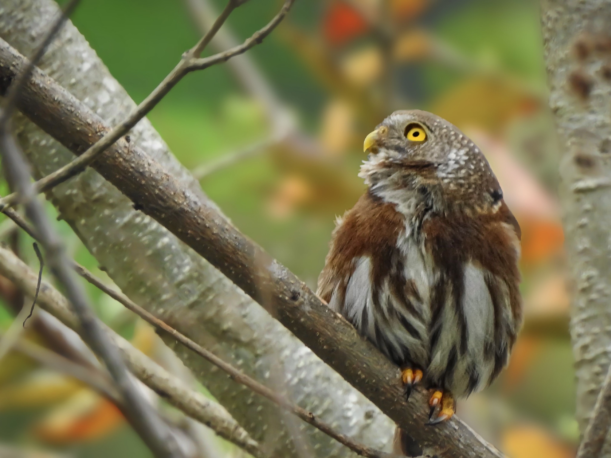 Glaucidium sanchezi Lowery & R.J.Newman, 1949