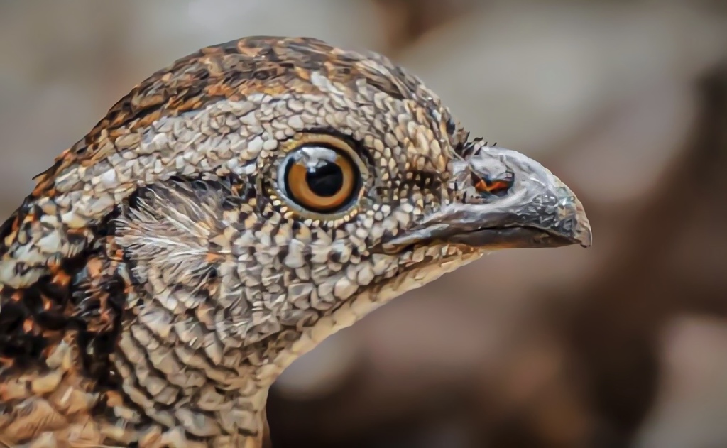 Singing Quail from Gómez Farías, MX-TM, MX on April 29, 2022 at 01:49 PM by Marco Zozaya ...