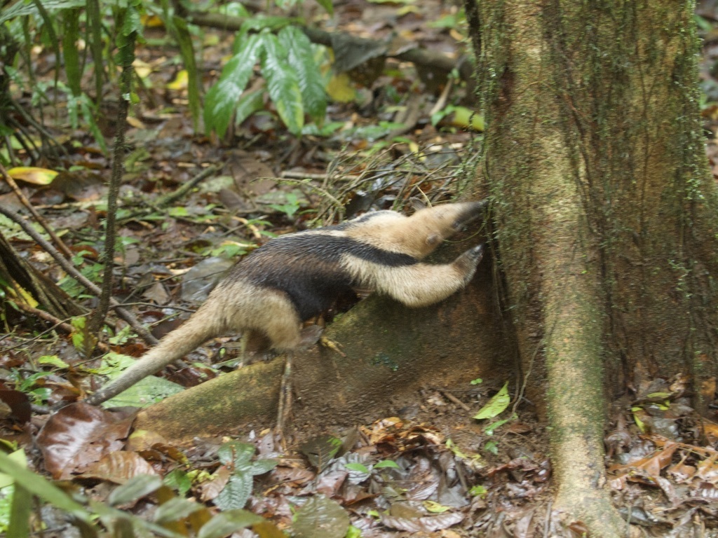 Northern Tamandua from La Selva Biological Station, Heredia Province ...