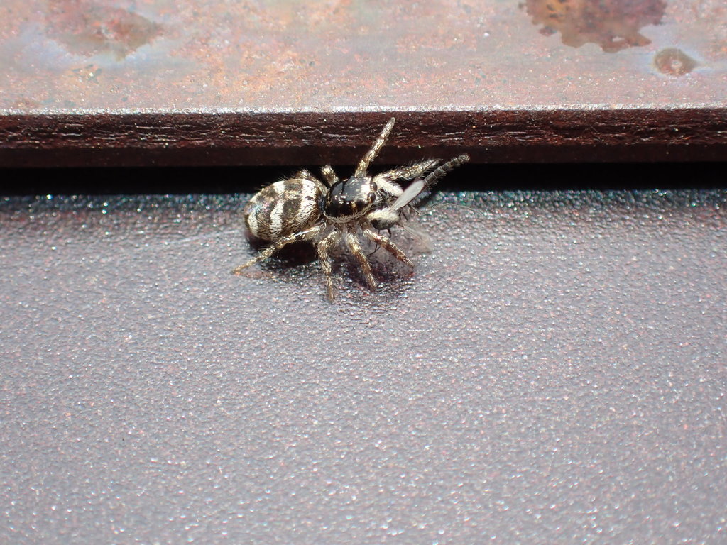 Zebra Jumping Spider from 1428 Hunt Rd, Jerome, ID 83338, USA on June 5 ...