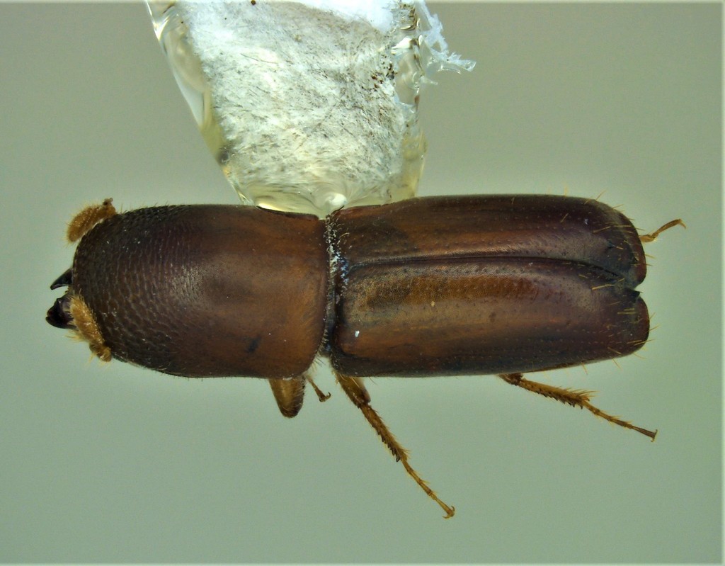 Monarthrum mali from Columbia County, FL, USA on June 7, 2022 at 09:26 ...