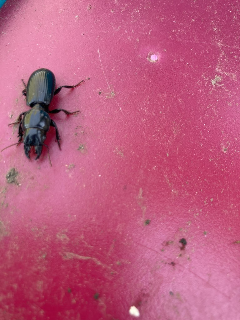 Big-headed Ground Beetle from N Orchard St, Northfield, MN, US on May ...