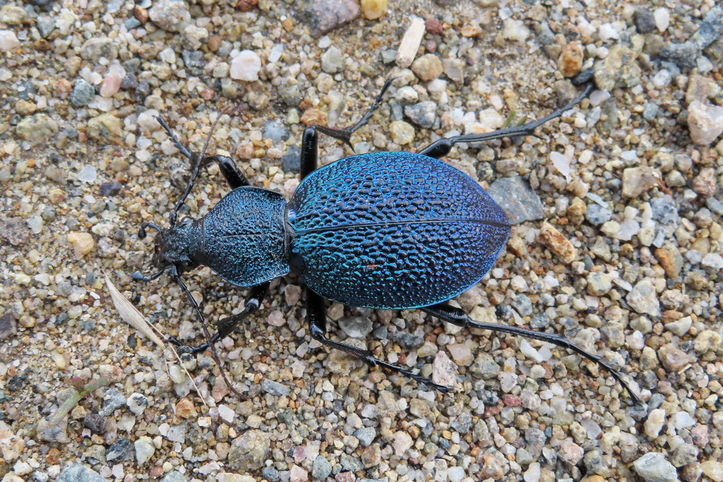 Carabus scabrosus caucasicus in May 2022 by Vahe Martirosyan · iNaturalist
