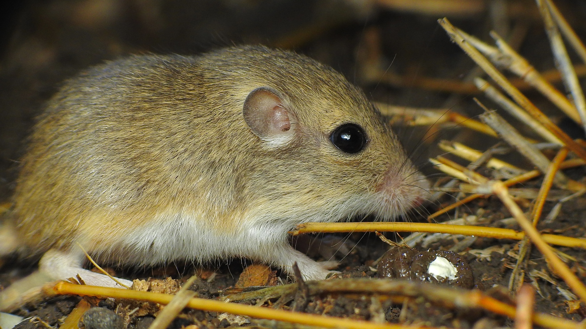 Perognathus merriami J.A.Allen, 1892