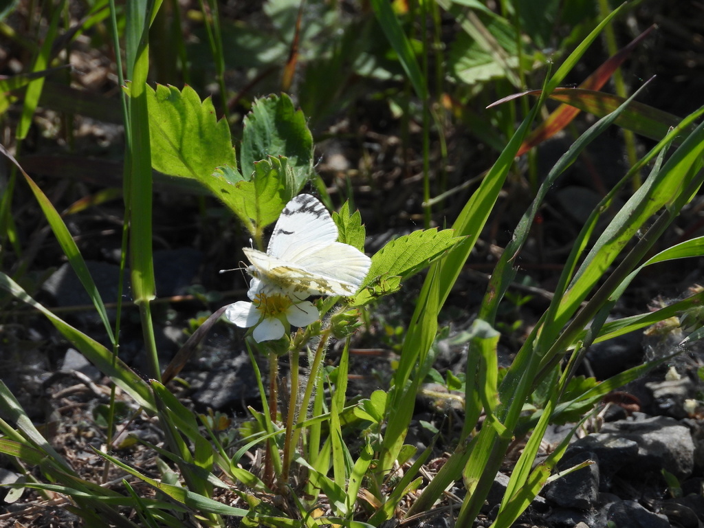Large Marble from Little Pigeon Bay Rd, Neebing, ON, CA on June 10 ...