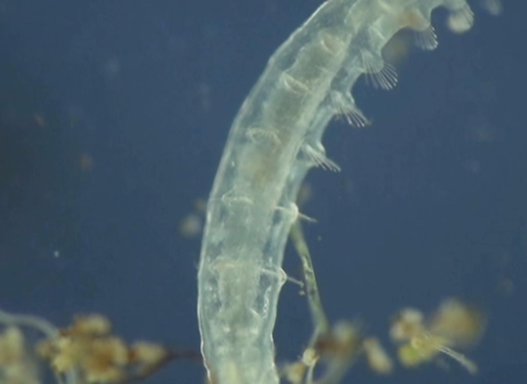 Chaetogaster from Tyngsborough, MA, USA on June 10, 2022 at 05:46 PM by ...