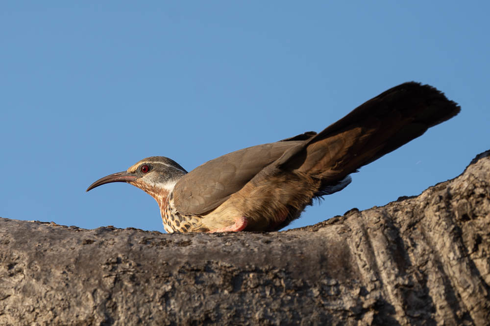Mesites (Mesitornithiformes) - Avian Discovery