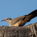 Mesites (Order Mesitornithiformes) · iNaturalist