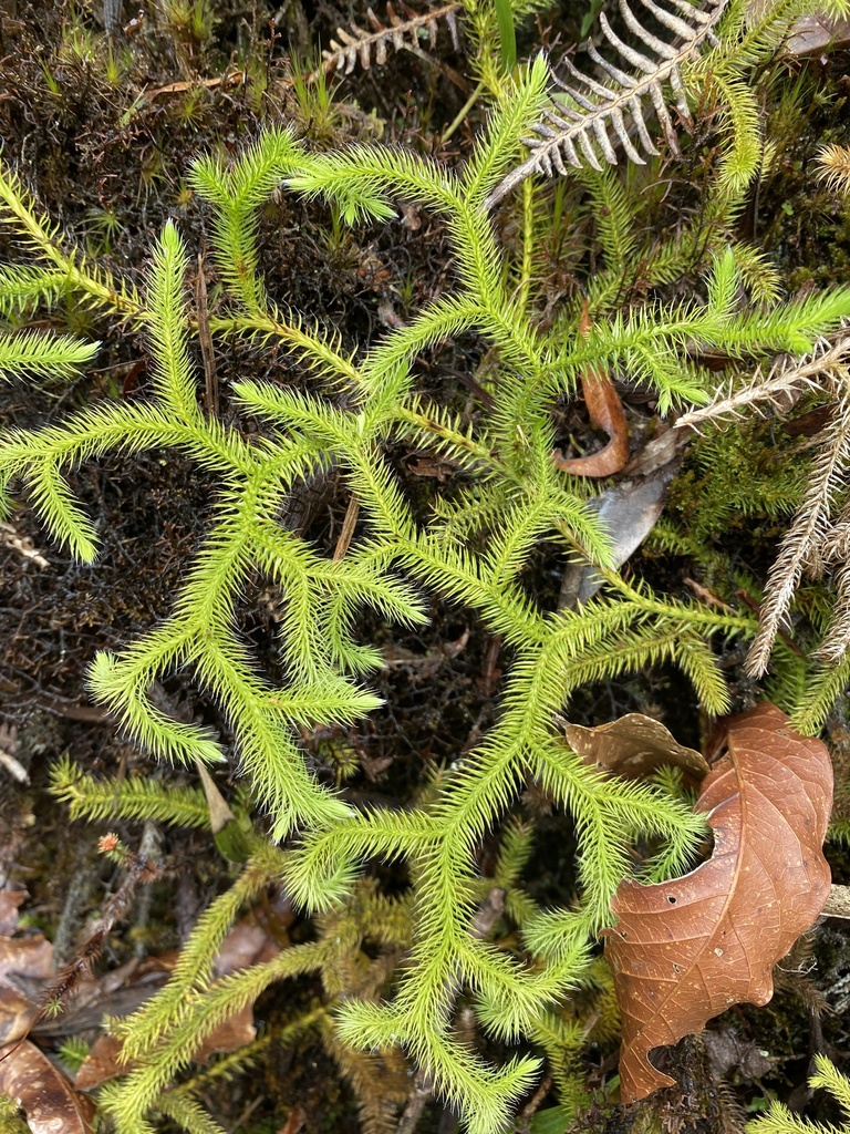 stag's-horn clubmoss from Perez Zeledon, San Jose, CR on June 10, 2022 ...