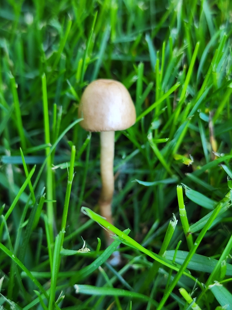 Banded Mottlegill from Pleasant Township, IN, USA on May 30, 2022 at 12 ...