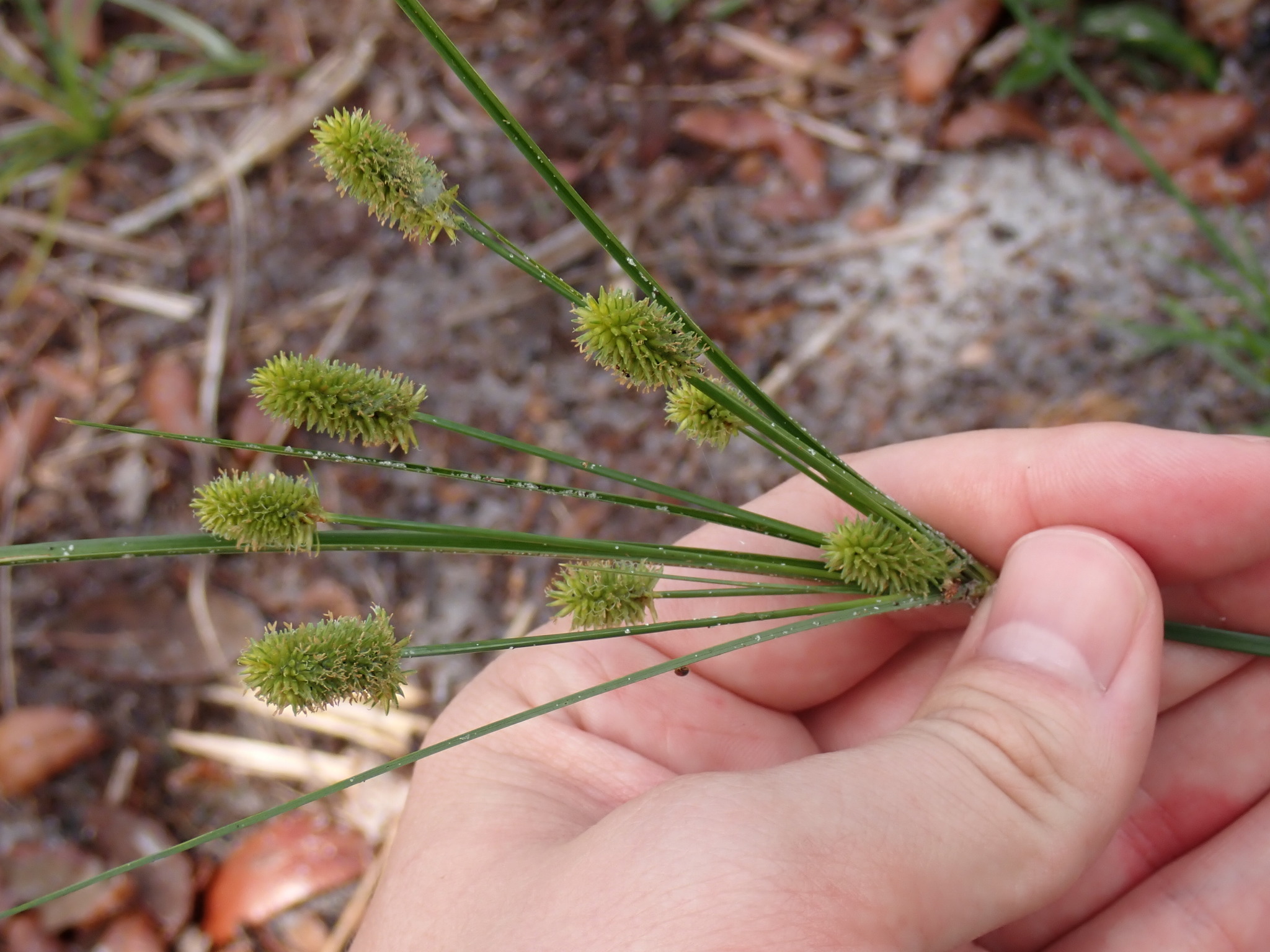 Cyperus retrorsus Chapm.