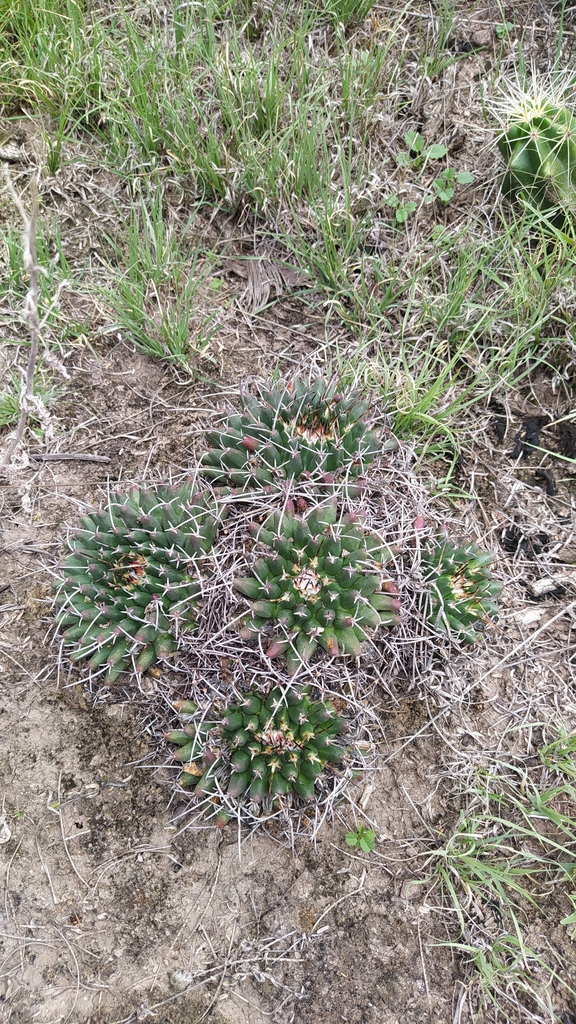 Mexican pincushion cactus from Armadillo de los Infante, S.L.P., México ...