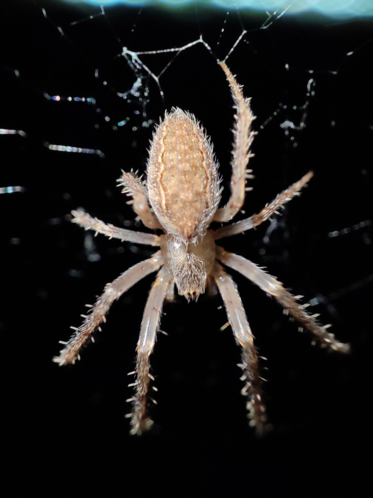 Larinia lineata (Lucas, 1846)