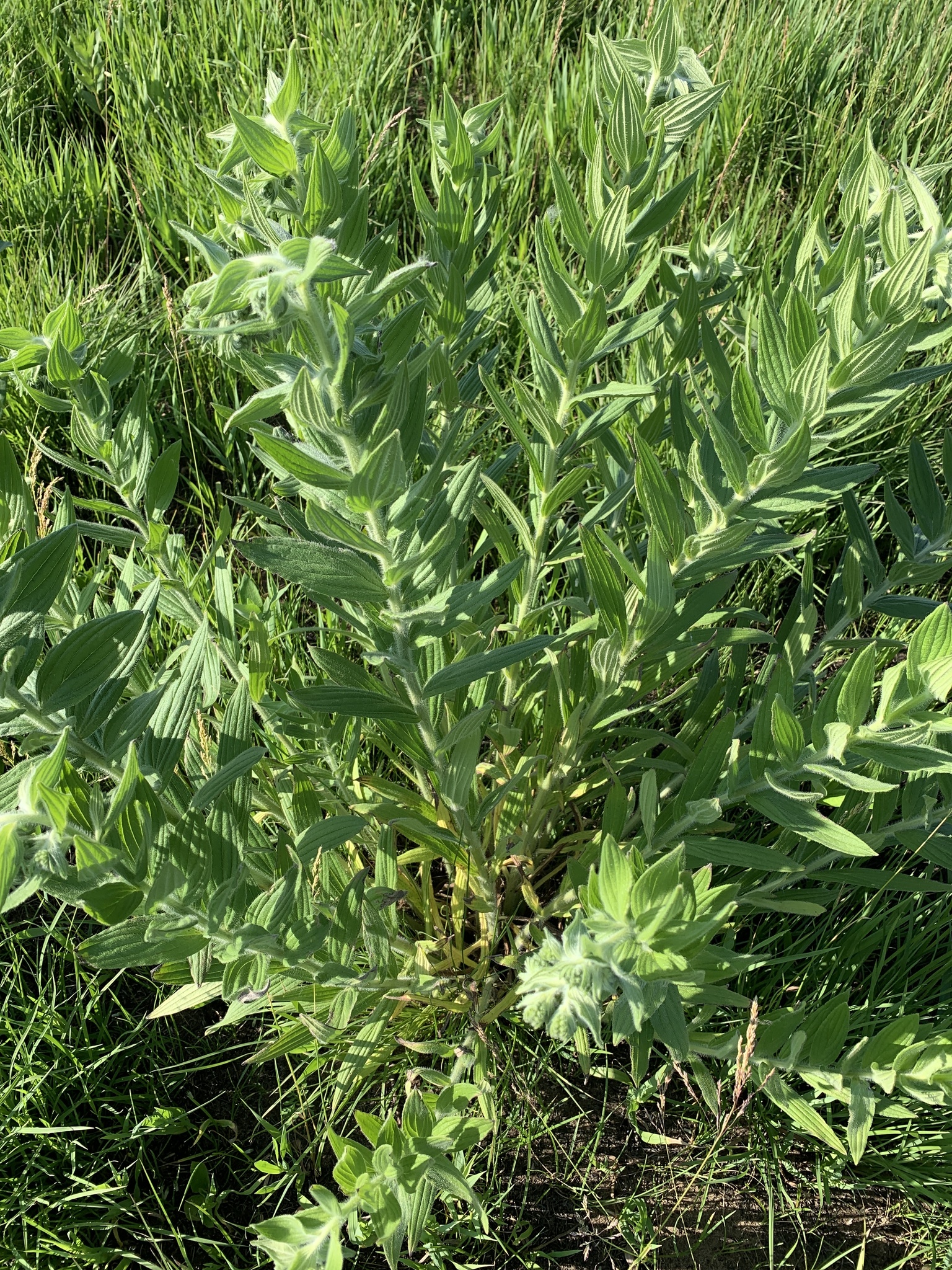 Lithospermum parviflorum Weakley, Witsell & D.Estes