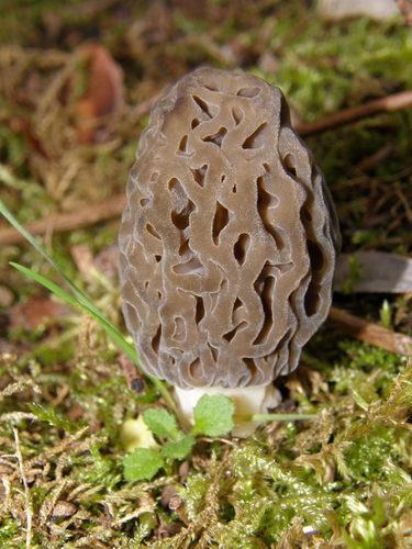 Morchella mediterraneensis · iNaturalist Mexico