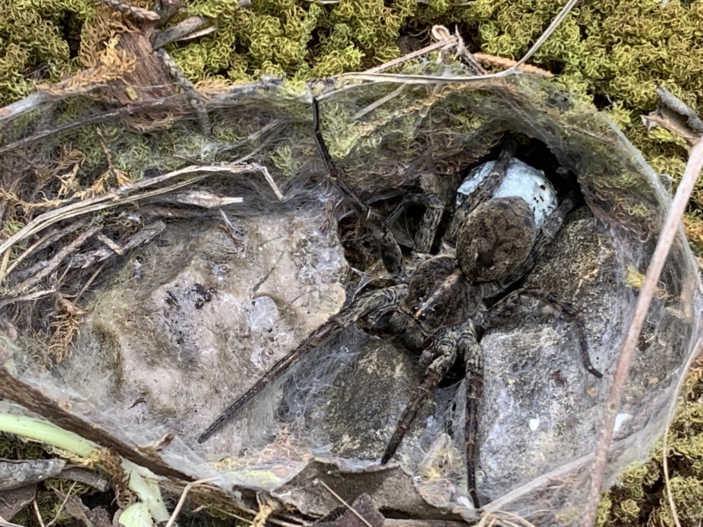 Georgia Wolf Spider from Long Hunter State Park, Mount Juliet, TN, US ...