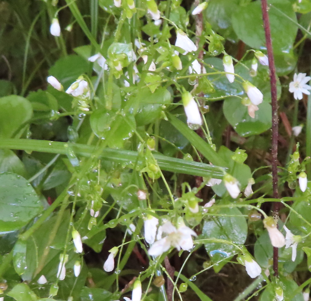 spring beauties from Whatcom County, WA, USA on June 10, 2022 at 12:25 ...