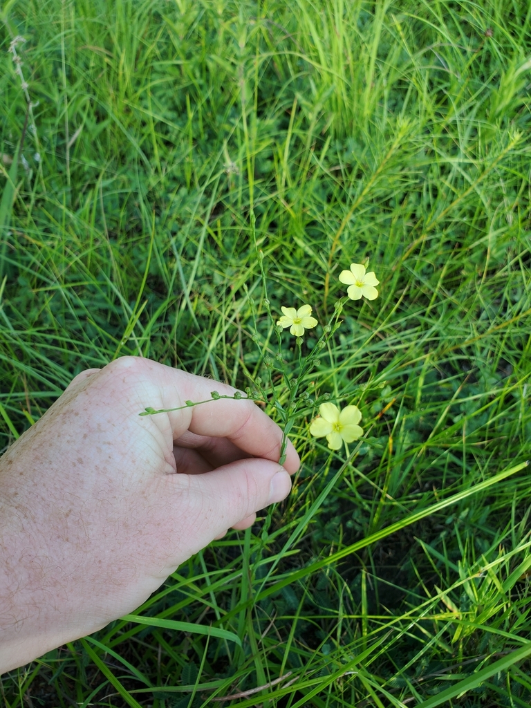 Stiff Yellow Flax from Arthur City, TX 75411, USA on June 10, 2022 at ...