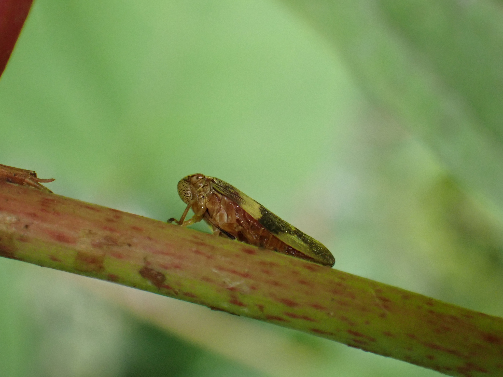 Aphrophora alni (Fallén, 1805)