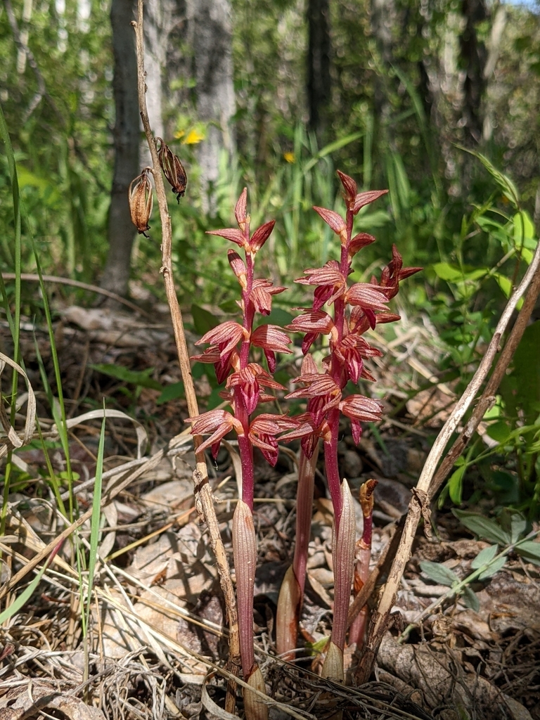 Striped Coralroot from Wonowon, BC V0C 2N0, Canada on June 10, 2022 at ...