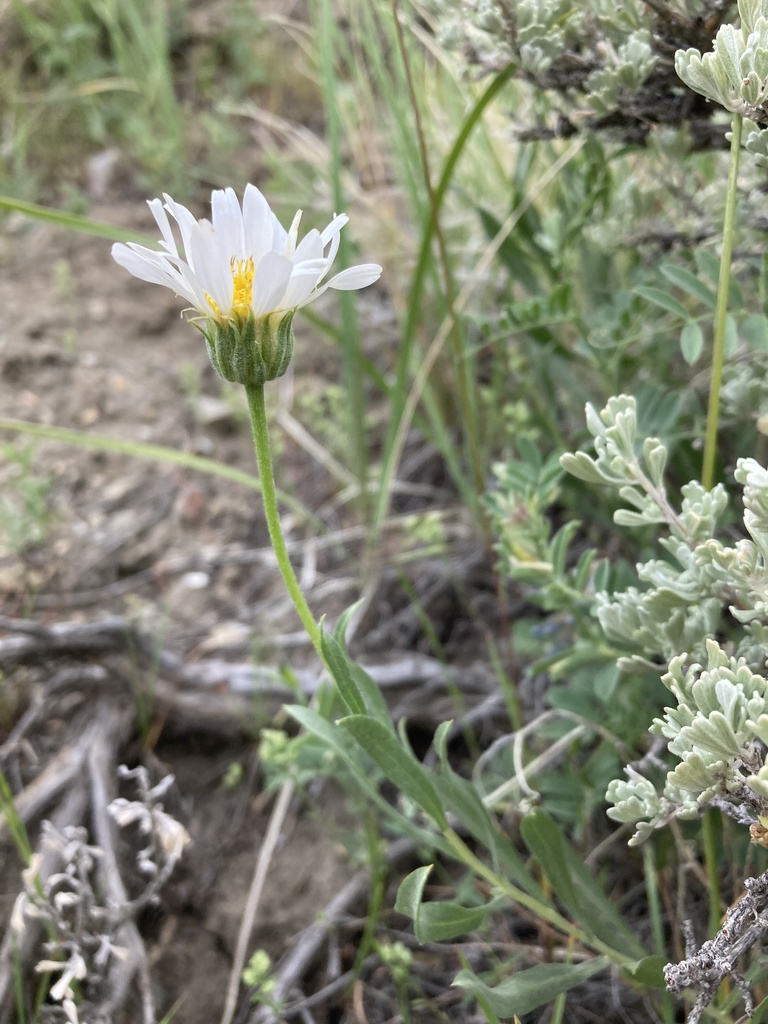 Smooth Woodyaster from Fremont County, US-WY, US on June 10, 2022 at 06 ...