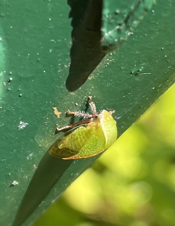 Three-cornered Alfalfa Hopper from North Carolina Aquarium on Roanoke ...