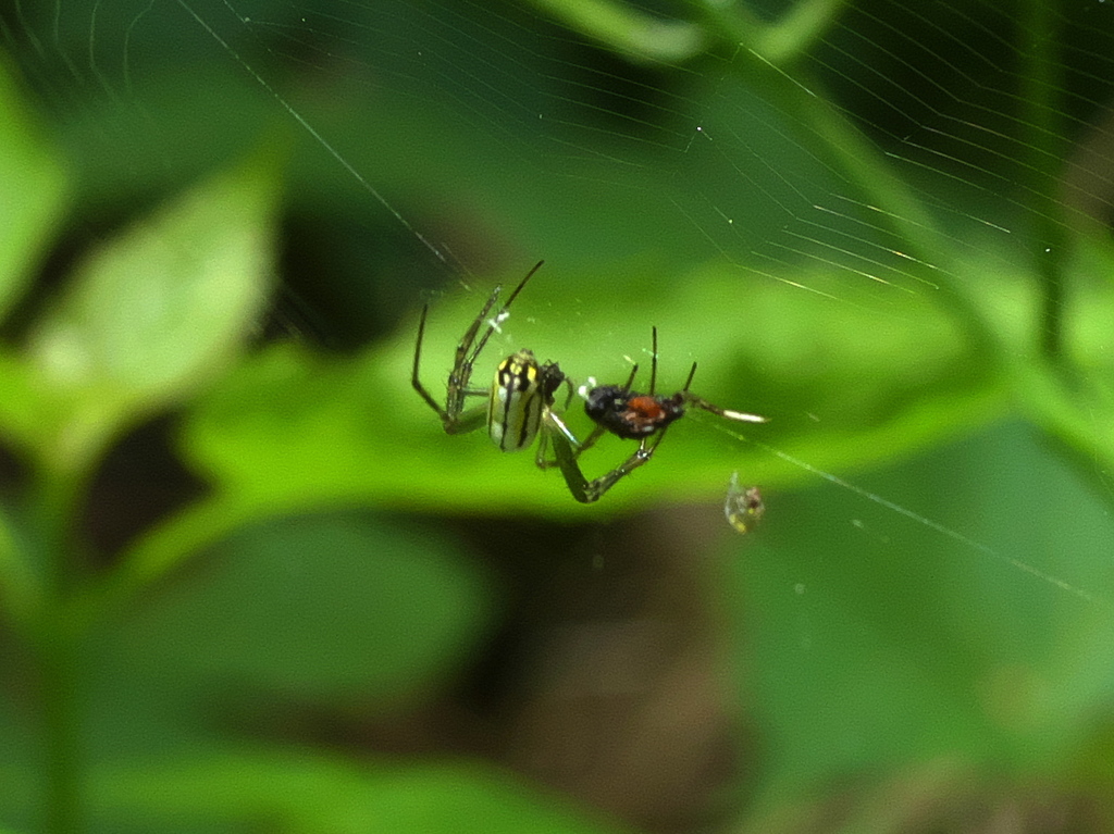 orchard spider and allies from Duke Farms, Hillsborough Township, NJ ...