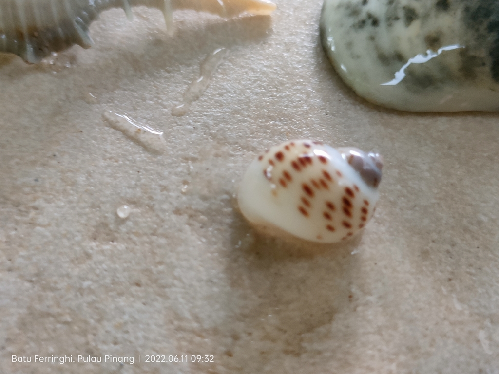Tiger Moon Snail from Batu Ferringhi Beach, 11100 Batu Ferringhi, Pulau ...