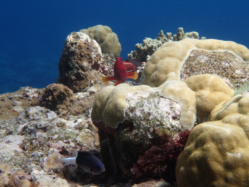 Flagtail Grouper from Vaifanua, Eastern District, American Samoa on ...