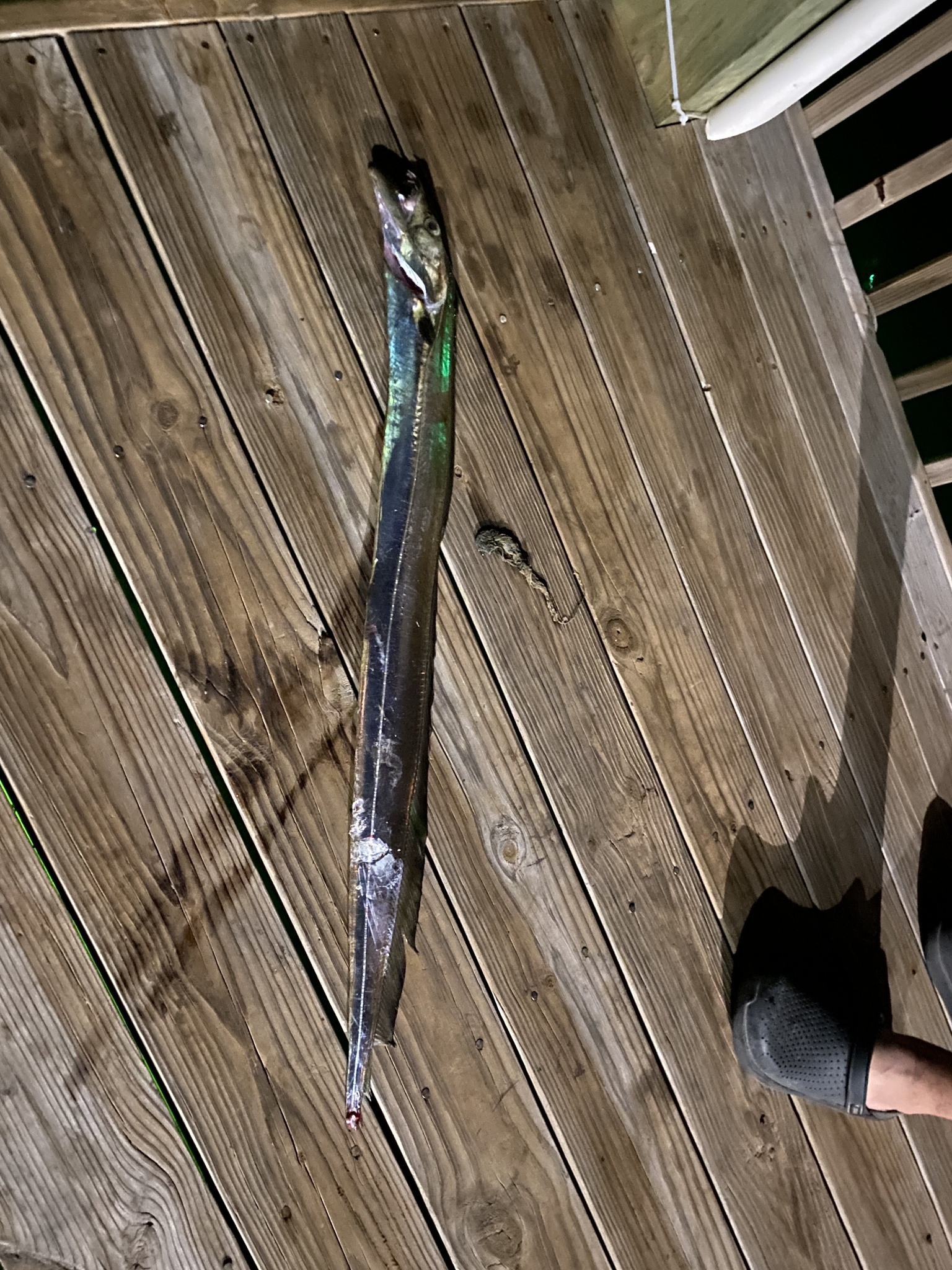 Trichiurus lepturus Linnaeus, 1758