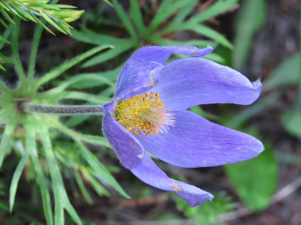 prairie pasqueflower from Lewis and Clark County, MT, USA on June 9 ...
