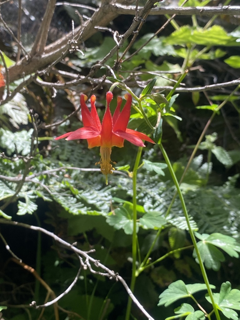 western columbine from King Range National Conservation Area, Petrolia ...