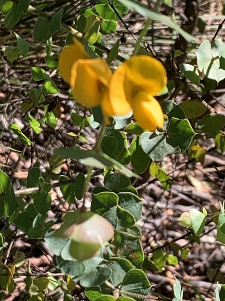 spiny bush-pea from Lockyer National Park, Seventeen Mile, QLD, AU on ...