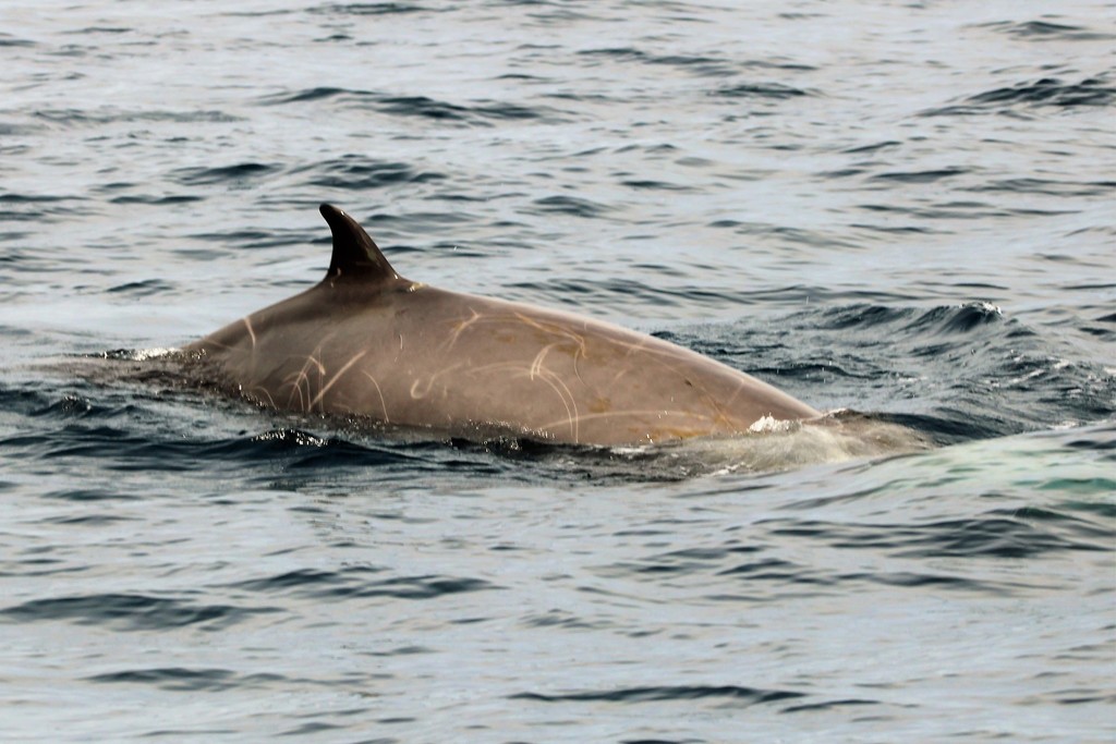 Goose-beaked Whales (Ziphius) - Know Your Mammals