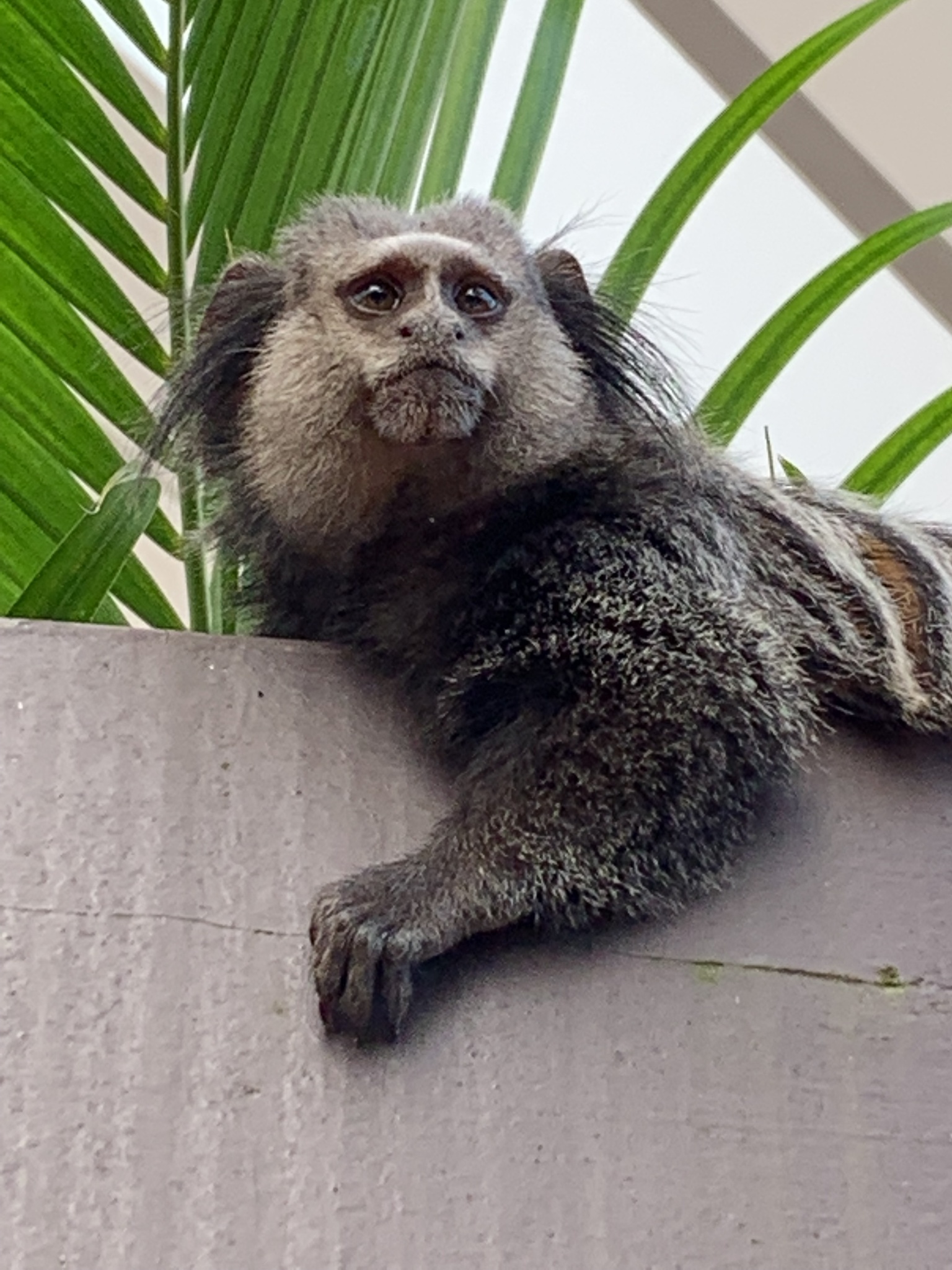 Callithrix kuhlii Coimbra-Filho, 1985